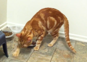 Why does my cat dig at the floor next to its food? - Chicho Cat