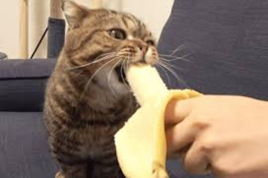 Can cats eat bananas? - Chicho Cat