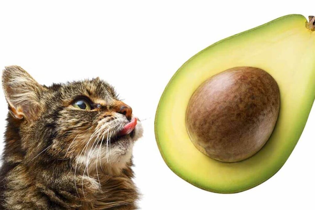 Can cats eat avocado? - Chicho Cat