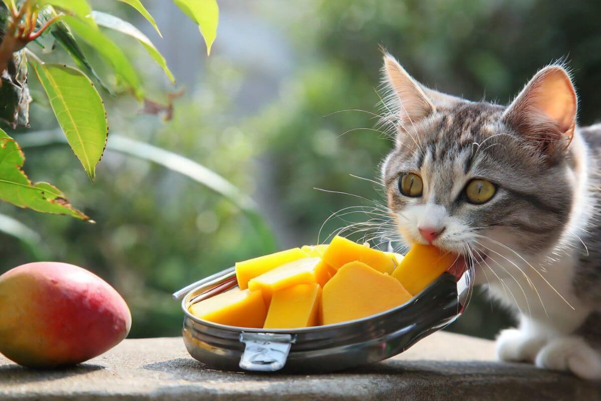 Can cats eat mango? - Chicho Cat