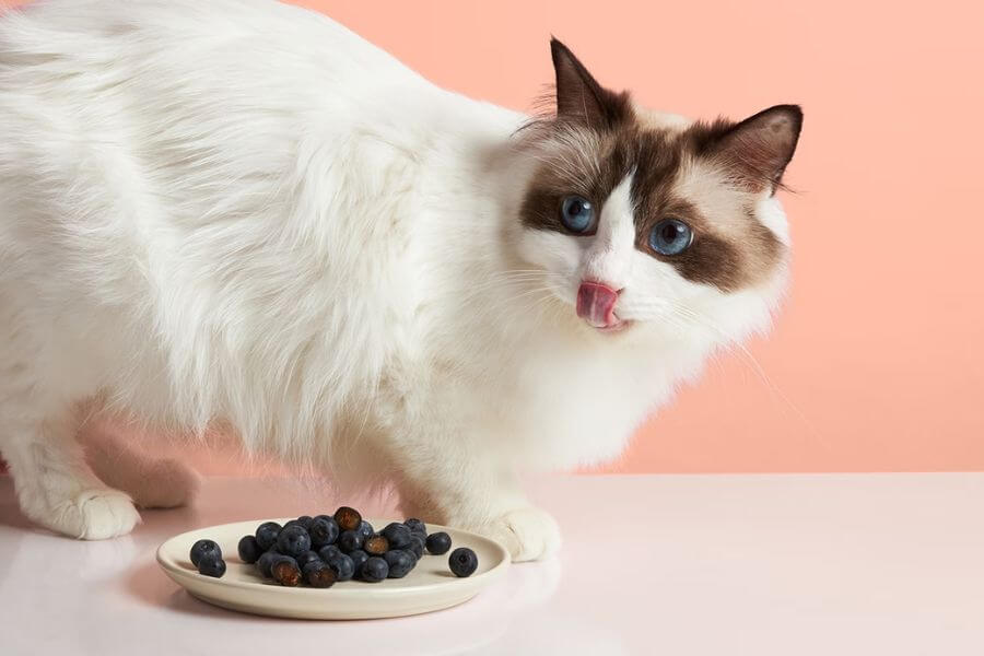 Can cats eat blueberries safely? - Chicho Cat