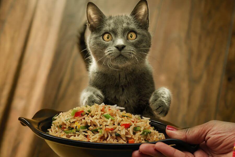 Can cats eat rice? - Chicho Cat