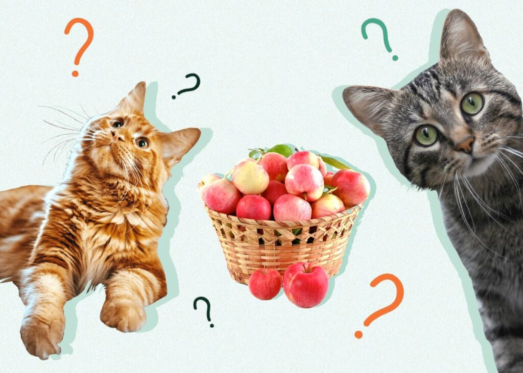 Can cats eat apples? - Chicho Cat
