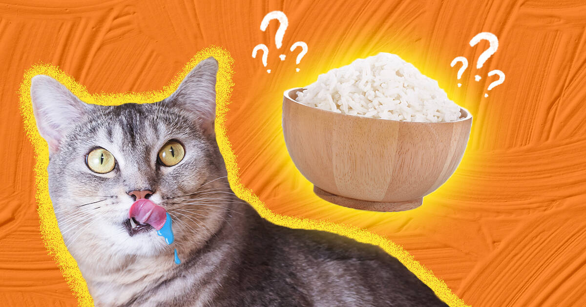 Can cats eat rice? - Chicho Cat