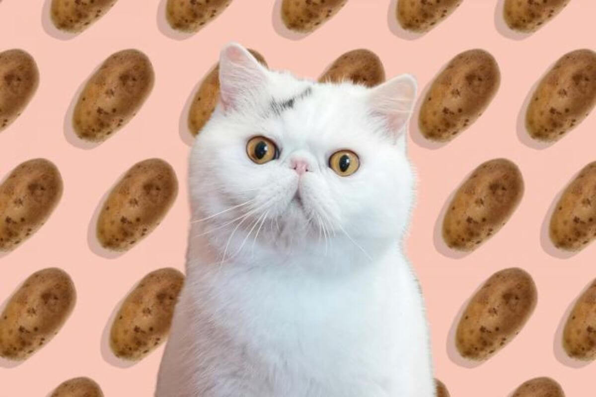 Can cats eat potatoes? - Chicho Cat