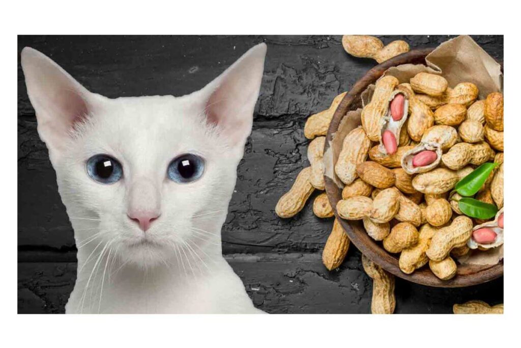 Can cats eat peanuts? - Chicho Cat