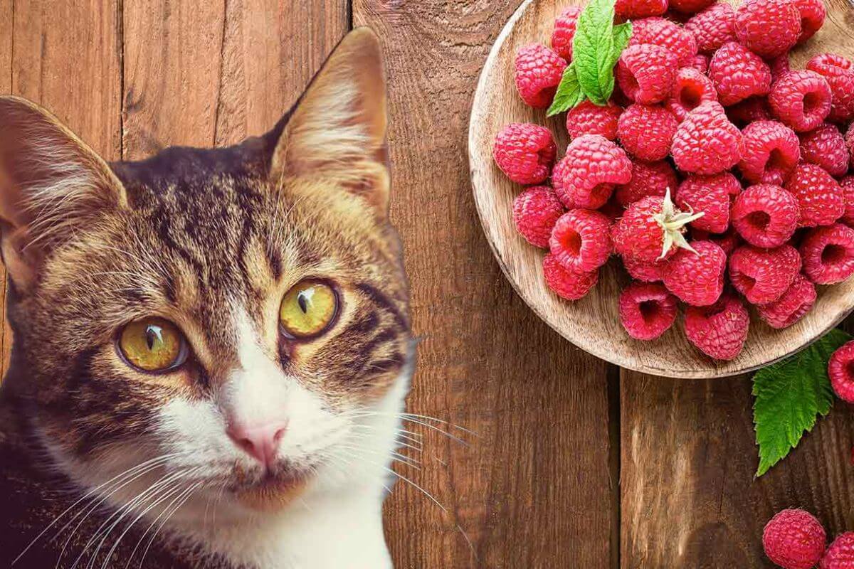 Can cats eat raspberries? - Chicho Cat