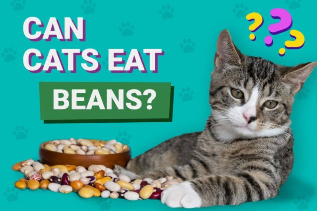 Can cats eat beans? - Chicho Cat