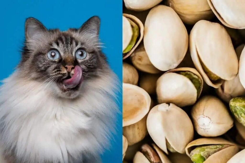 Can cats eat pistachios? - Chicho Cat